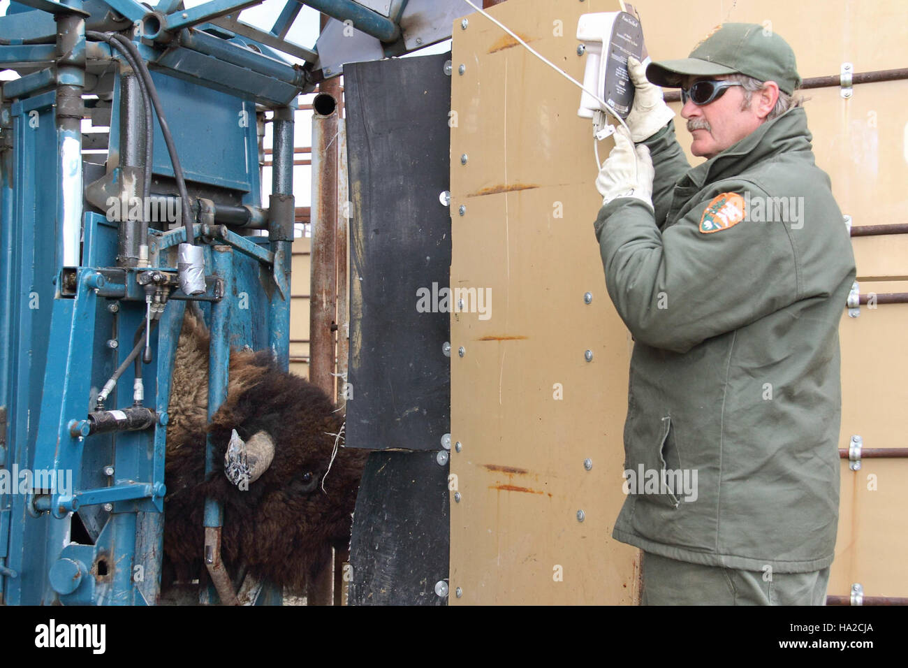 Squeeze chute hi-res stock photography and images - Alamy