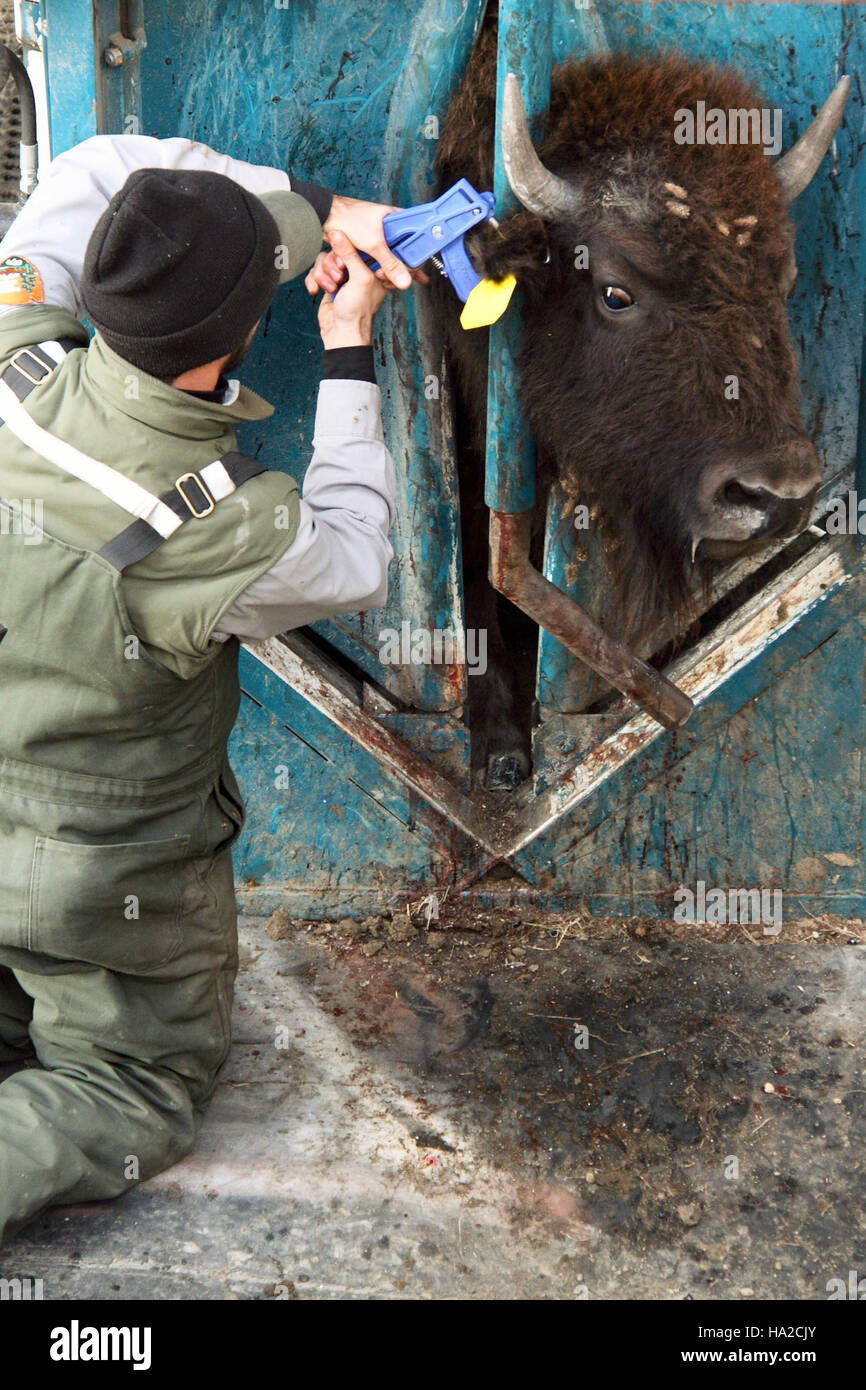 A Badlands National Park project focusing on ear tagging wildlife as ...