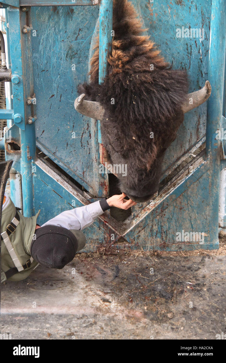 This image shows park staff checking the teeth of a bison in Badlands ...