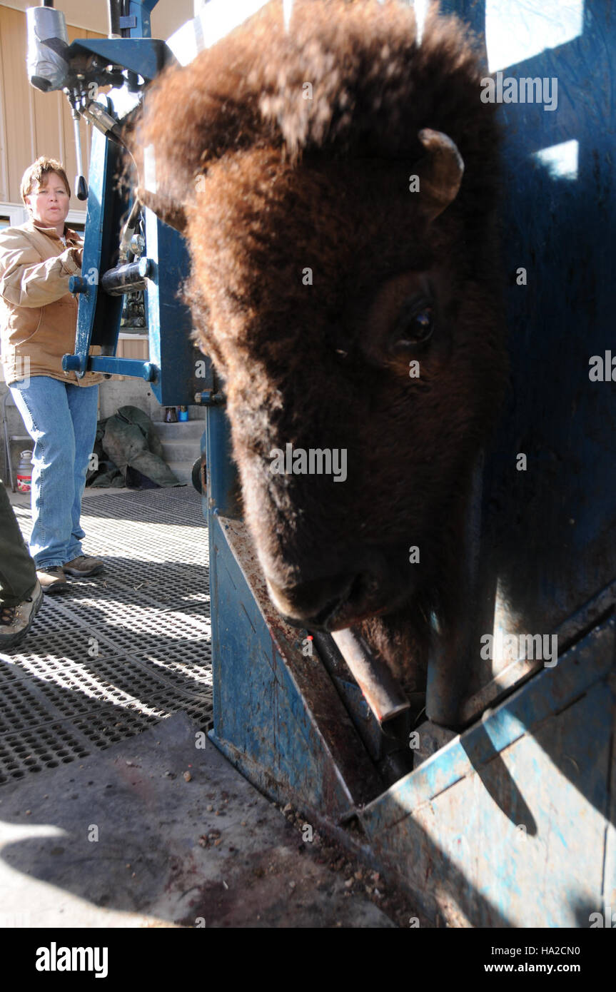 Bison are managed in Badlands National Park through a controlled ...