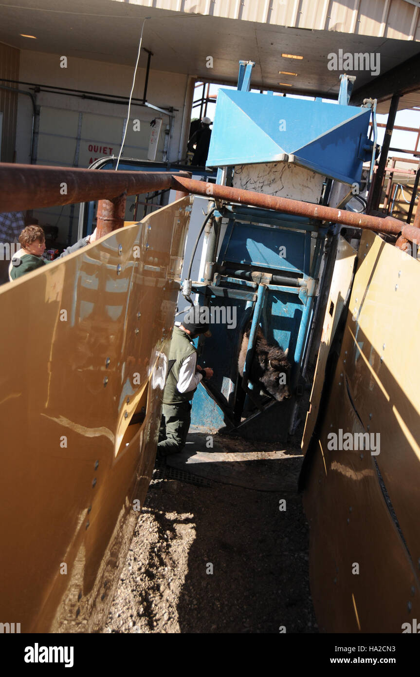 This image shows bison in a squeeze chute at Badlands National Park ...