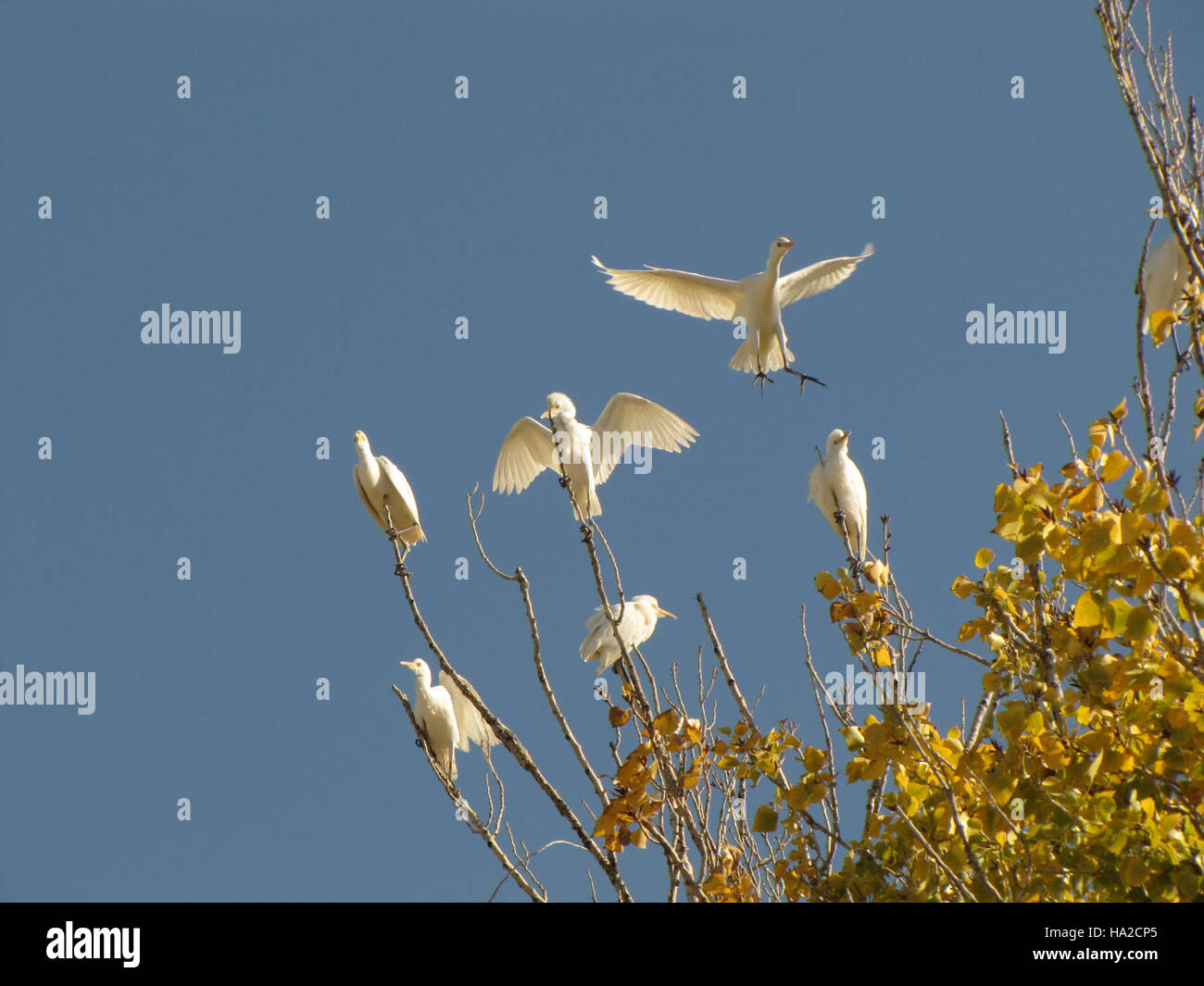The Great Egret is seen in this image within a national park ...