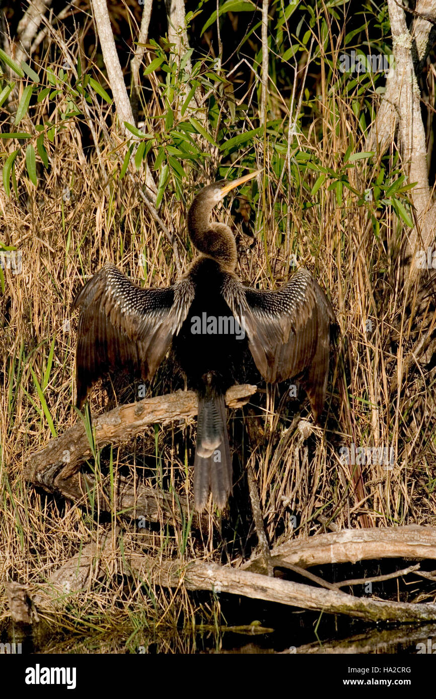 A photograph of an anhinga, a waterbird native to the Everglades ...