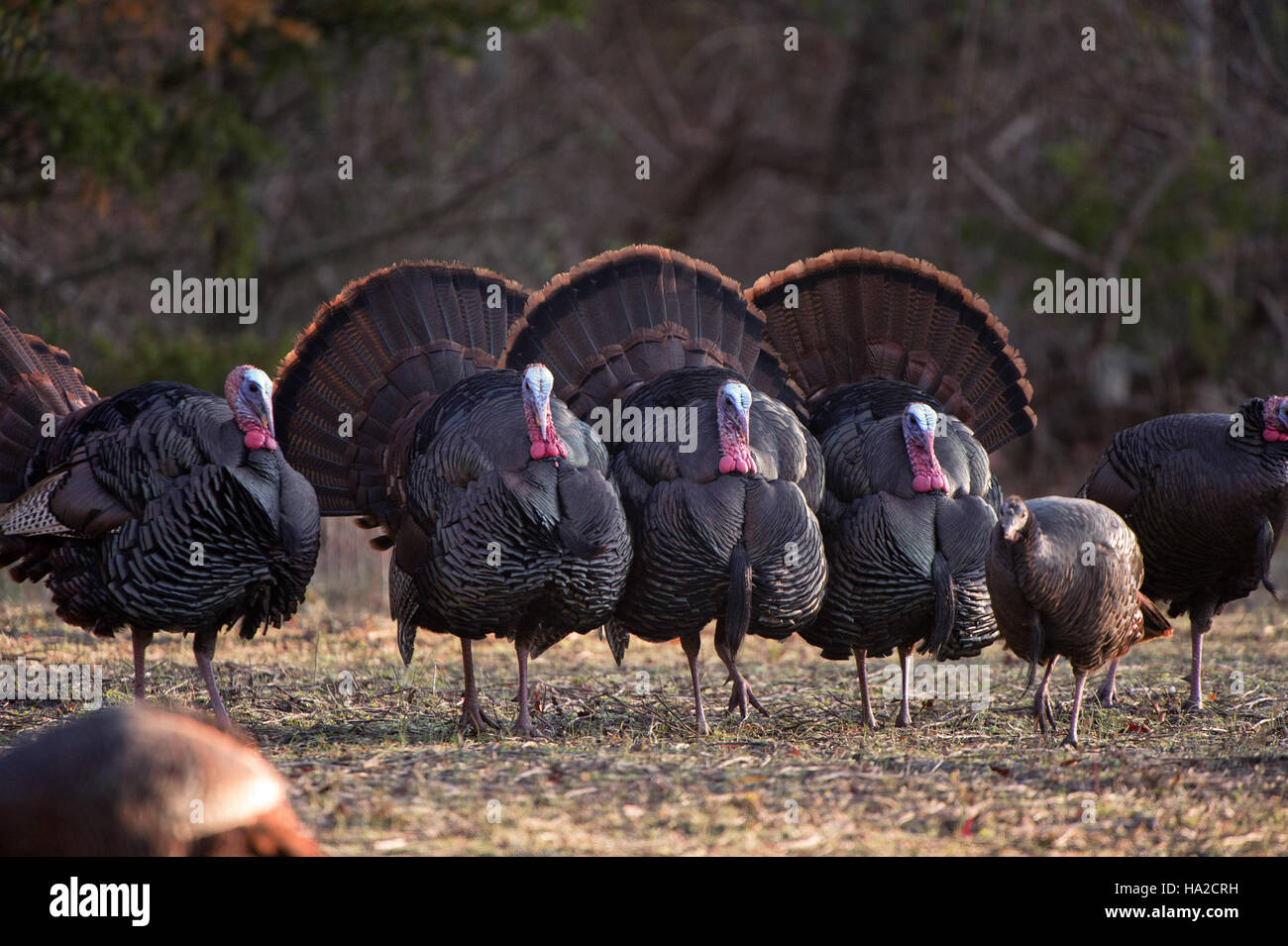 Biodiversity seed dispersal wild hi-res stock photography and images ...
