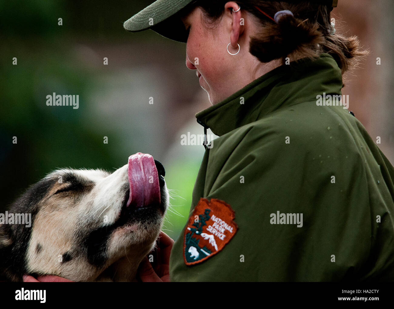 Denali National Park in Alaska features park rangers working with sled ...