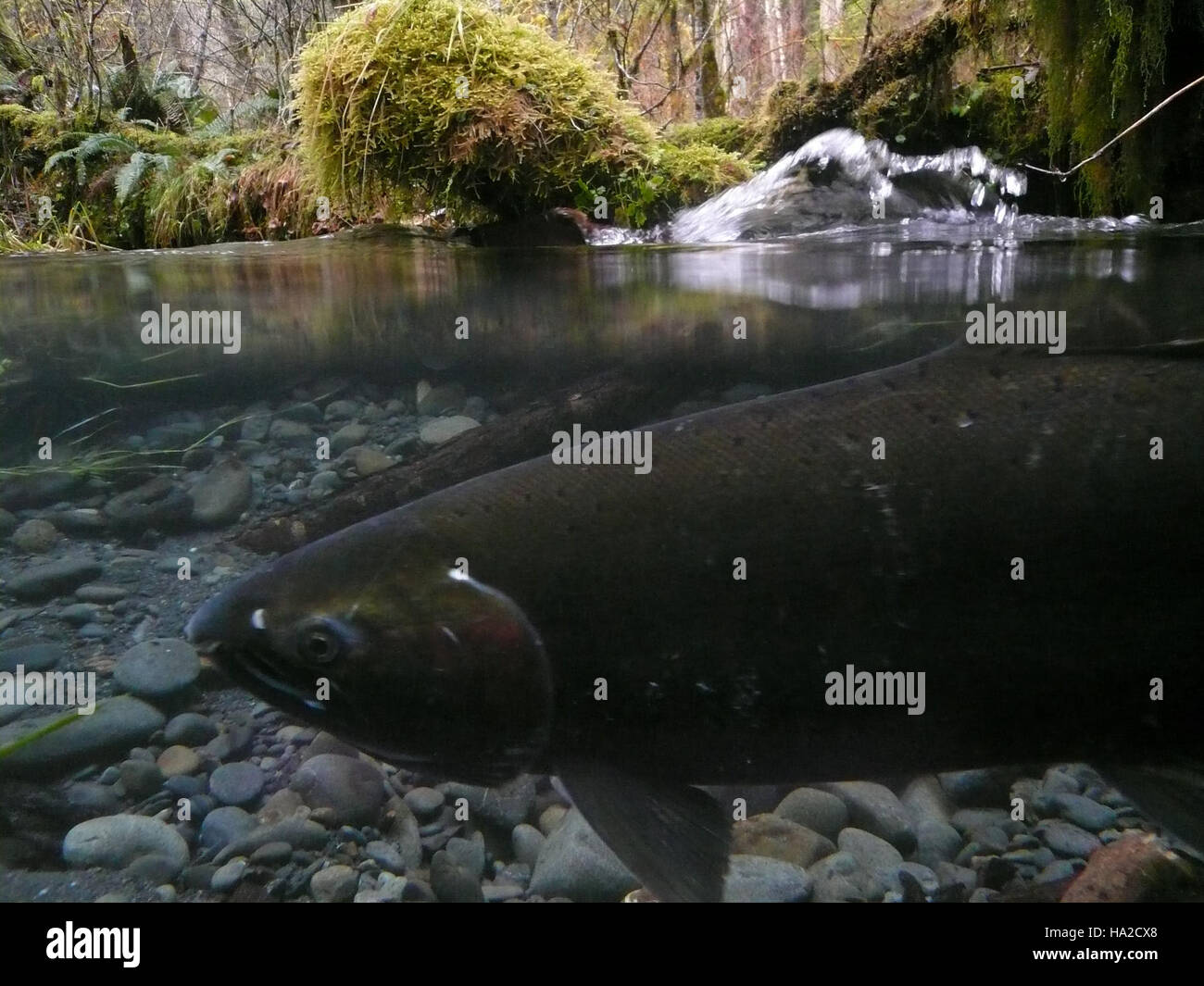 A female salmon swimming in the Hoh River, Olympic National Park. The ...