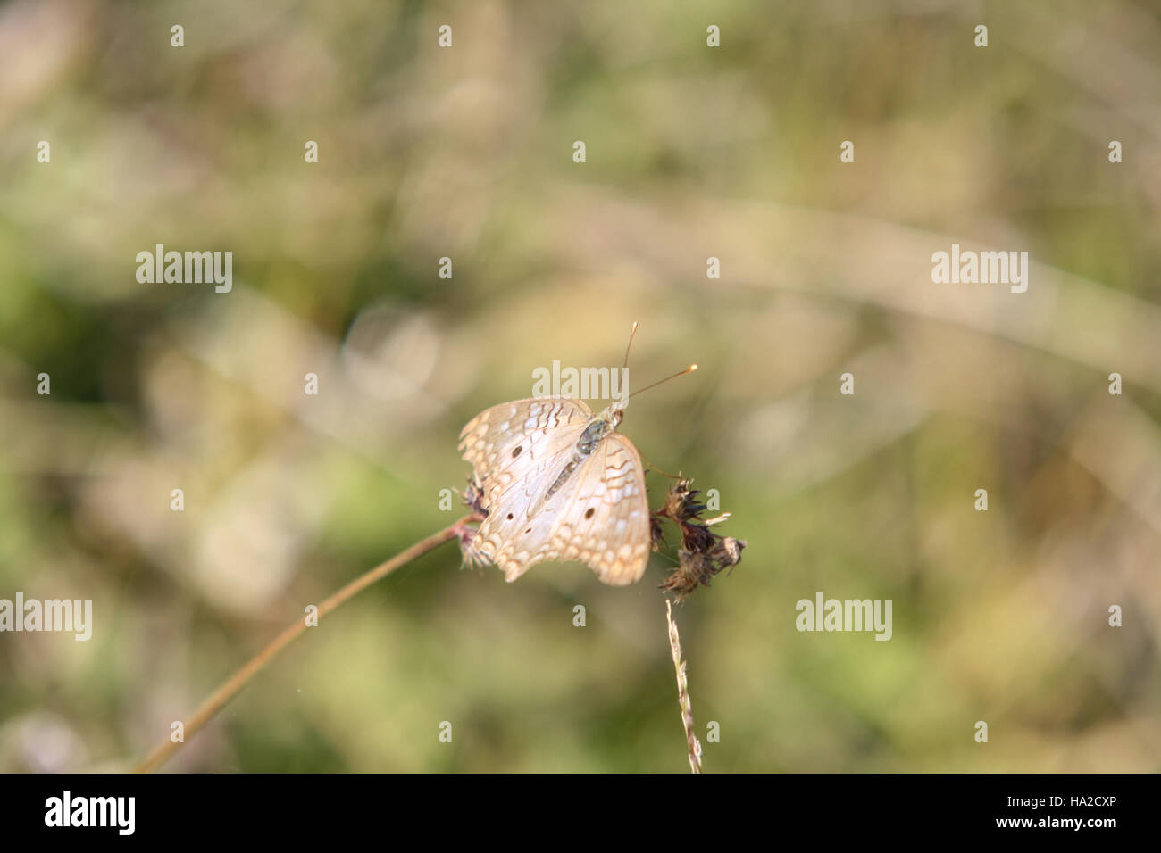 A butterfly in the Everglades National Park highlights the region’s ...