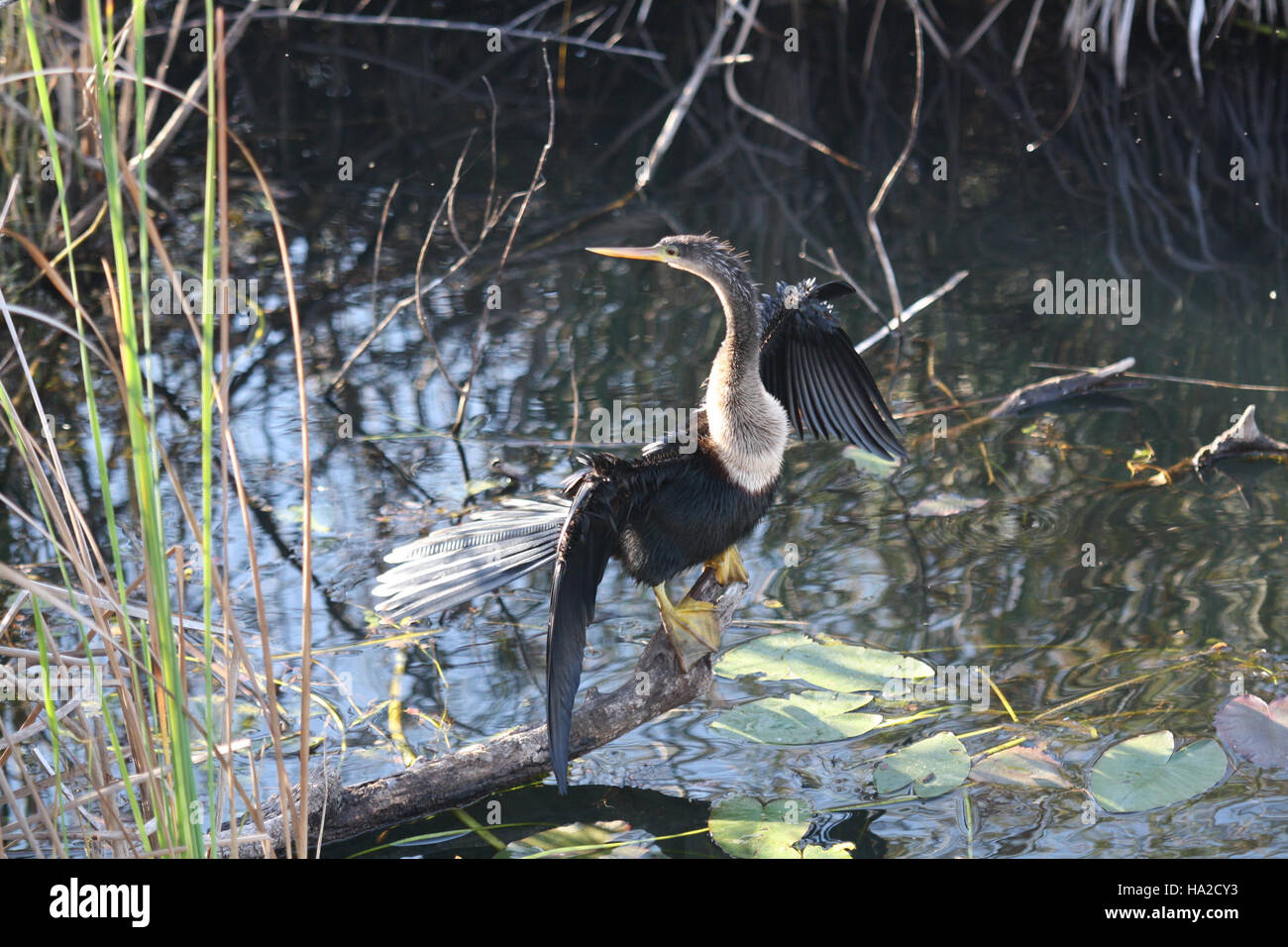 A photograph of an Anhinga bird in the Everglades National Park ...