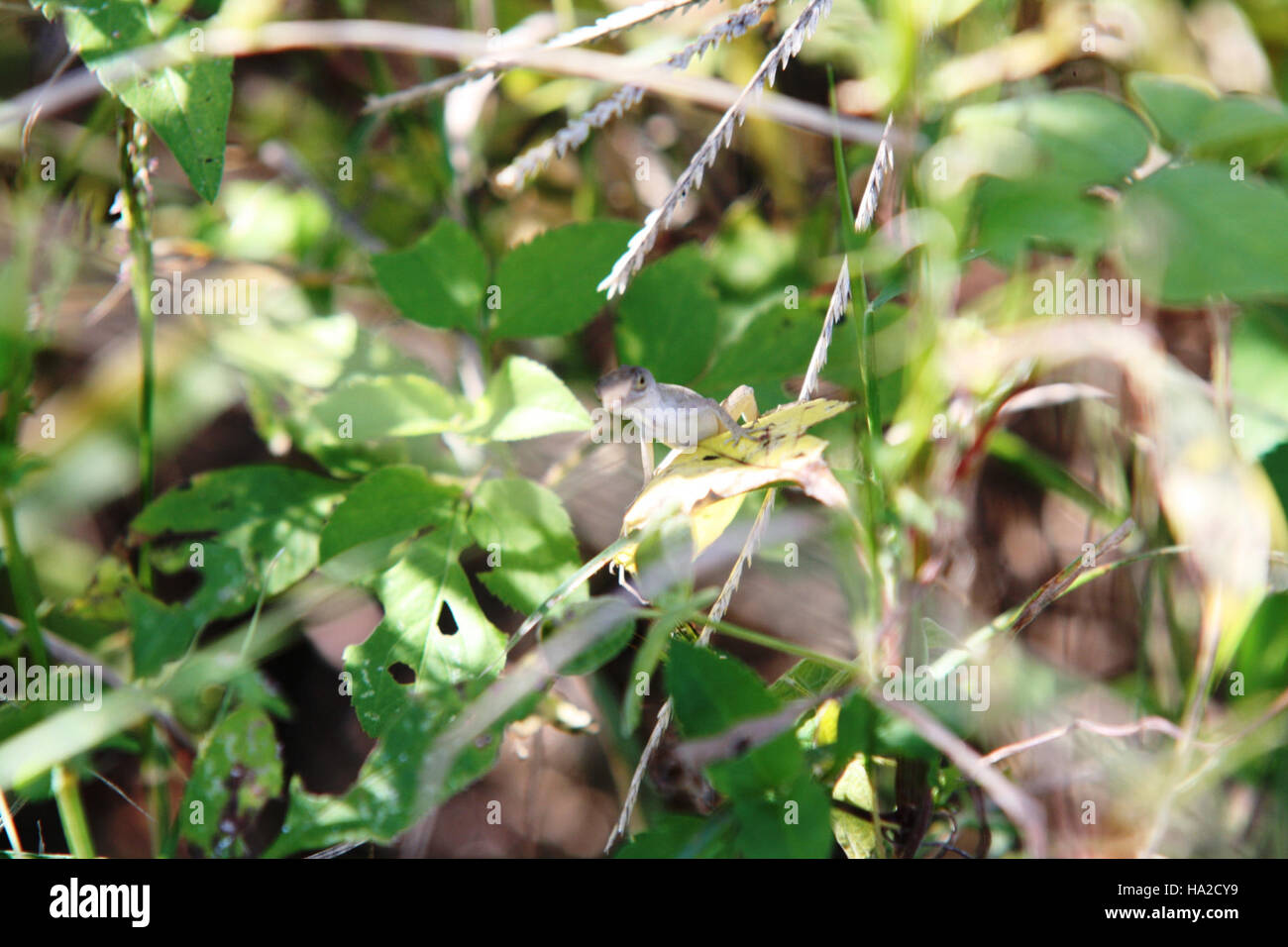 A lizard native to Everglades National Park, an area known for its ...
