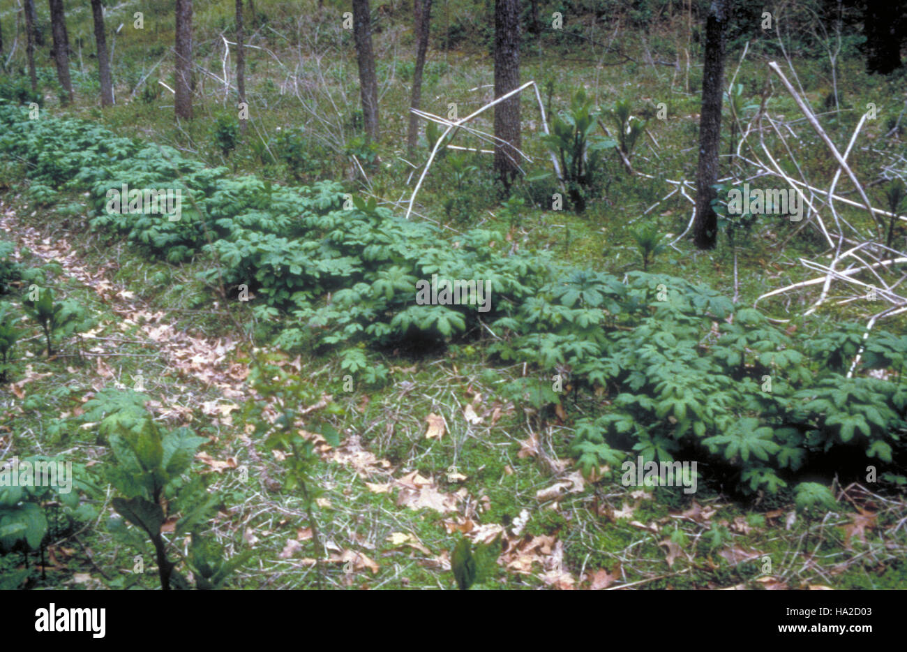 Forest farming practices used in National Parks to promote the ...