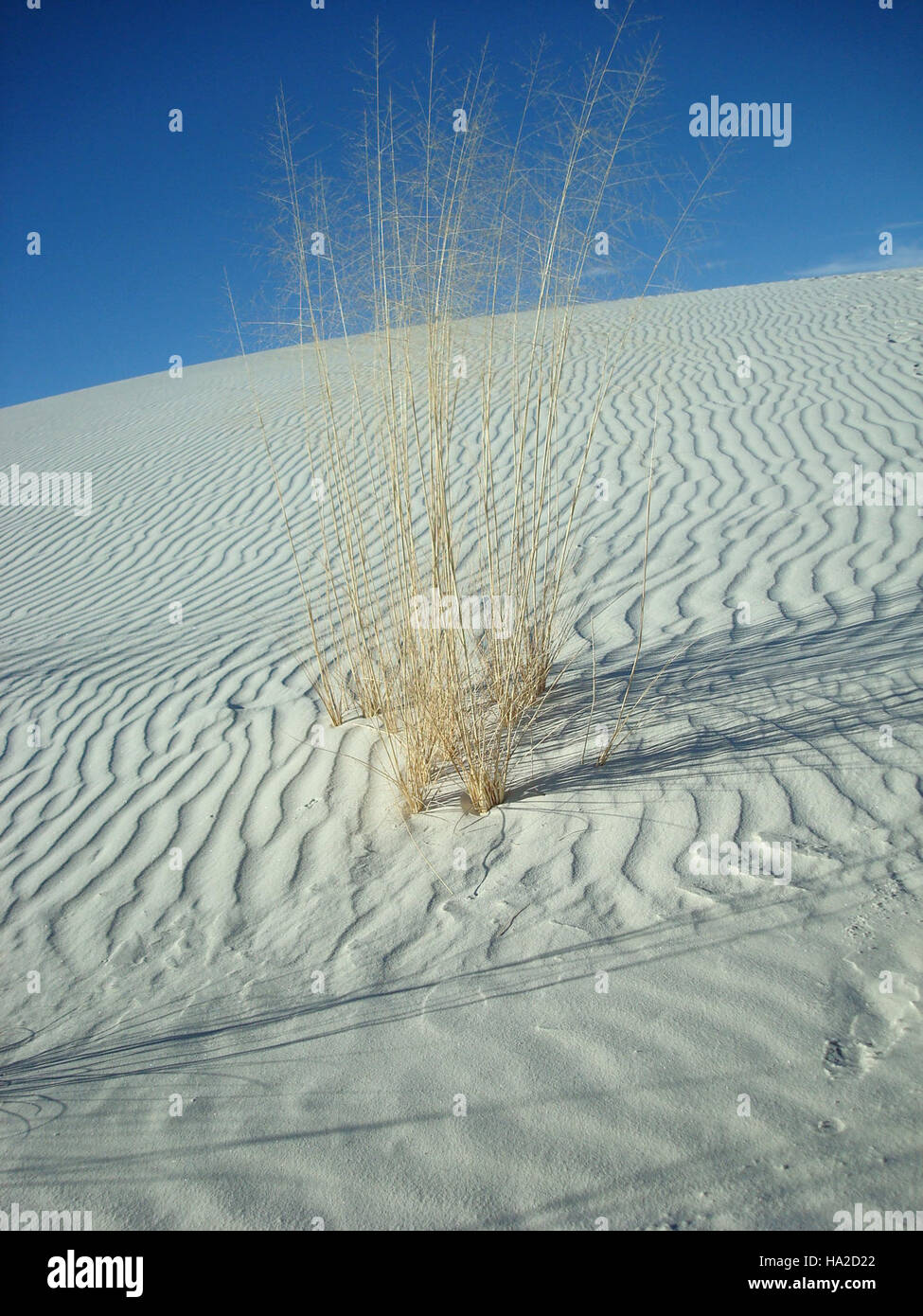 Alkali sacaton hi-res stock photography and images - Alamy