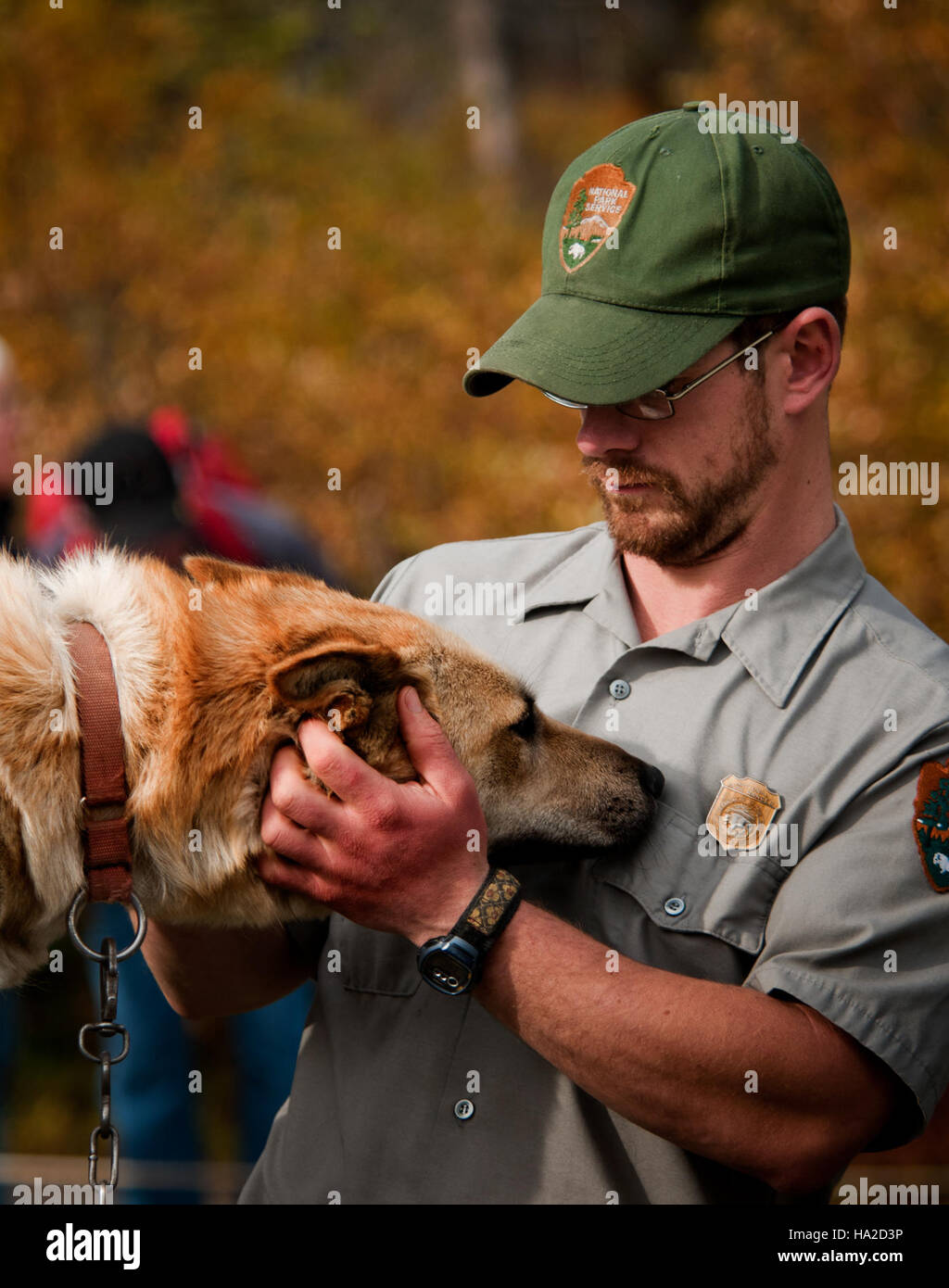 At Denali National Park, park rangers work closely with sled dog teams ...