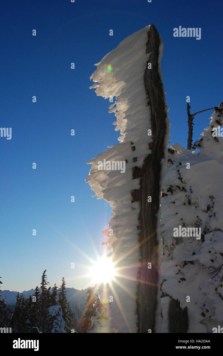 Rime ice on Hurricane Ridge creates a striking winter scene, showcasing ...