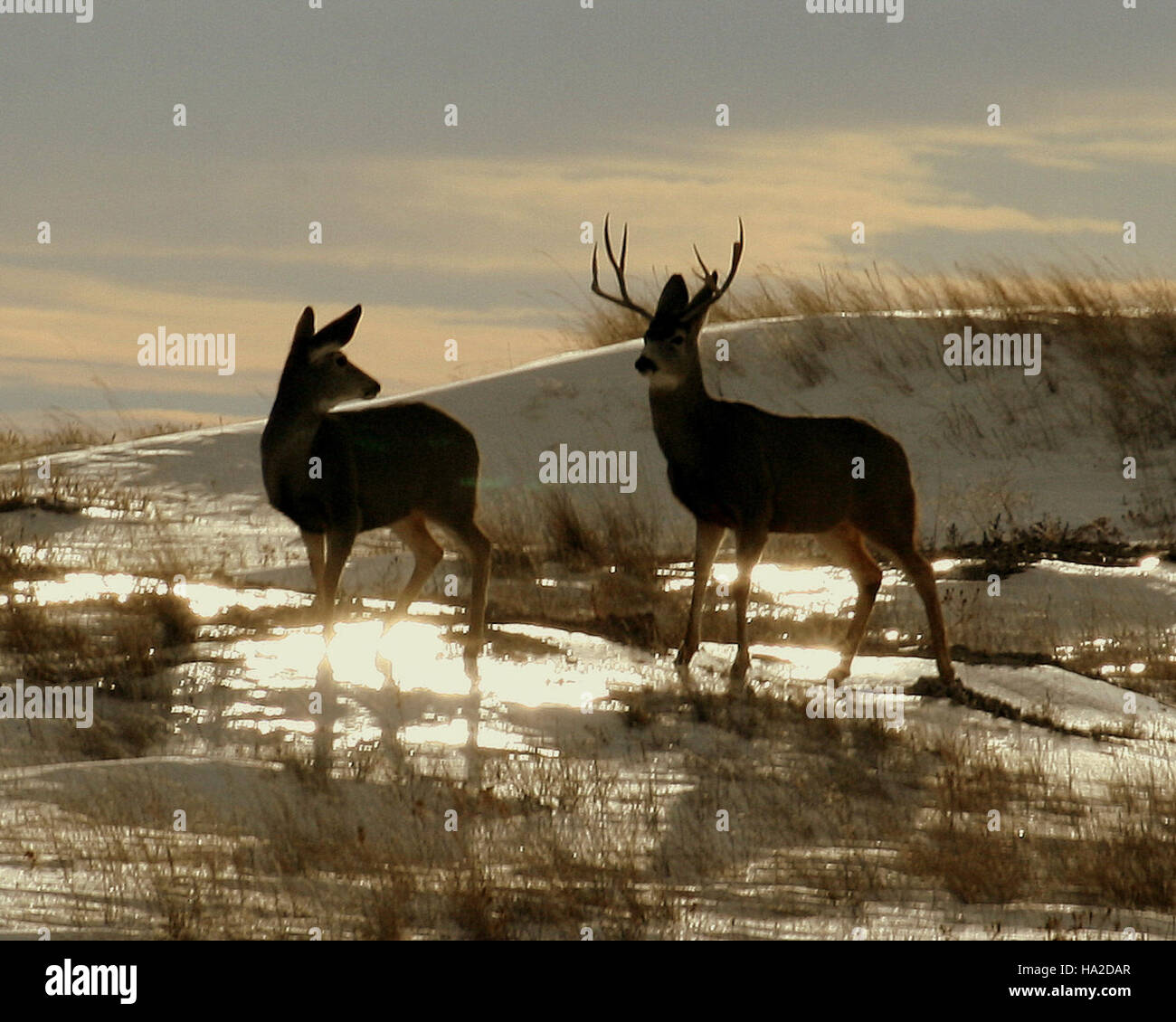 A mule deer is observed in the expansive Badlands National Park. The ...