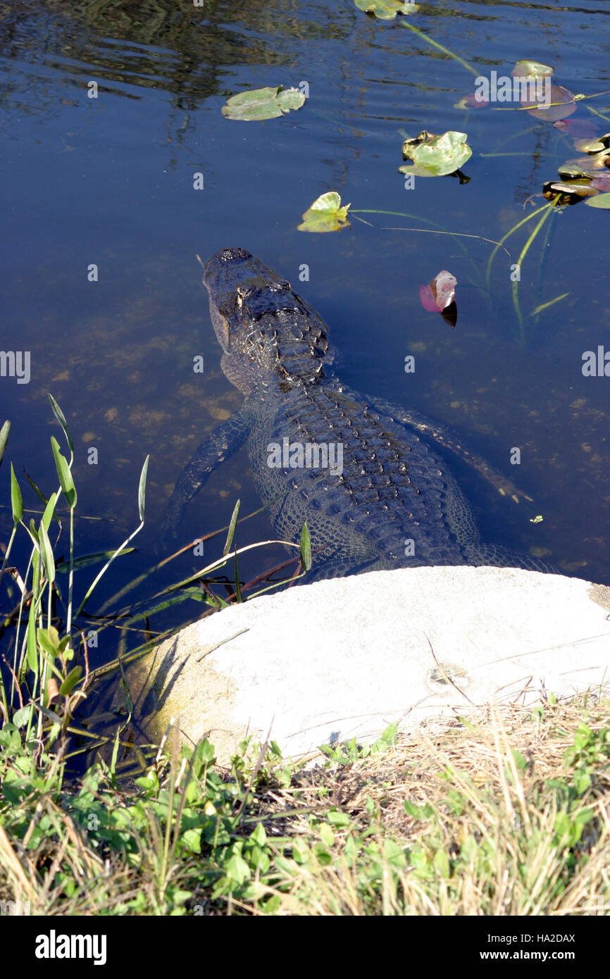 An alligator culvert is a drainage structure designed to allow water ...