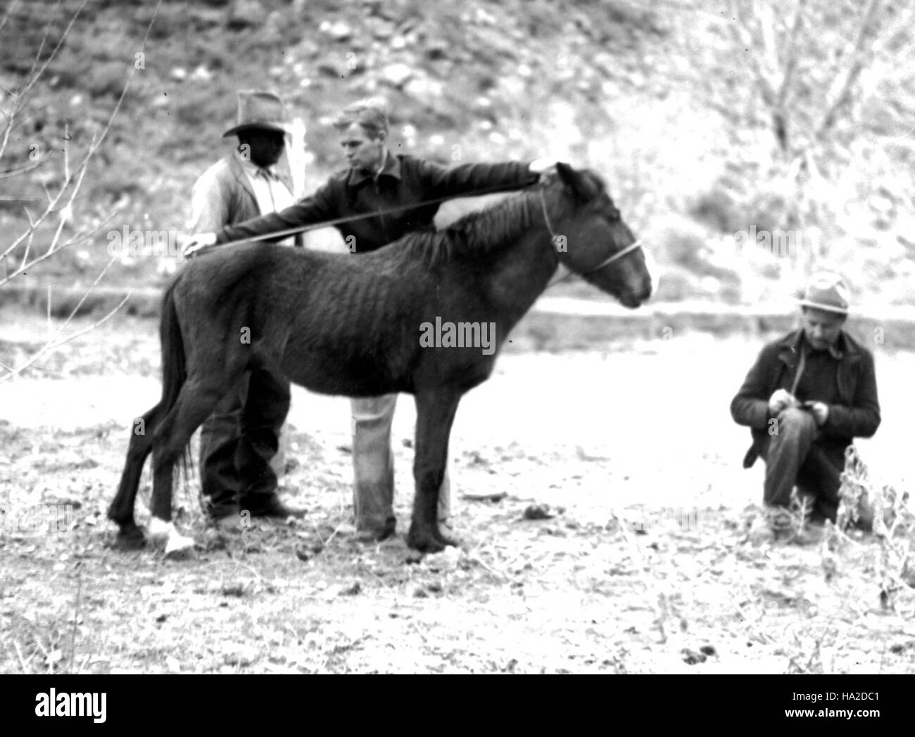 Historic photograph of Edwin McKee measuring a horse at the Grand ...