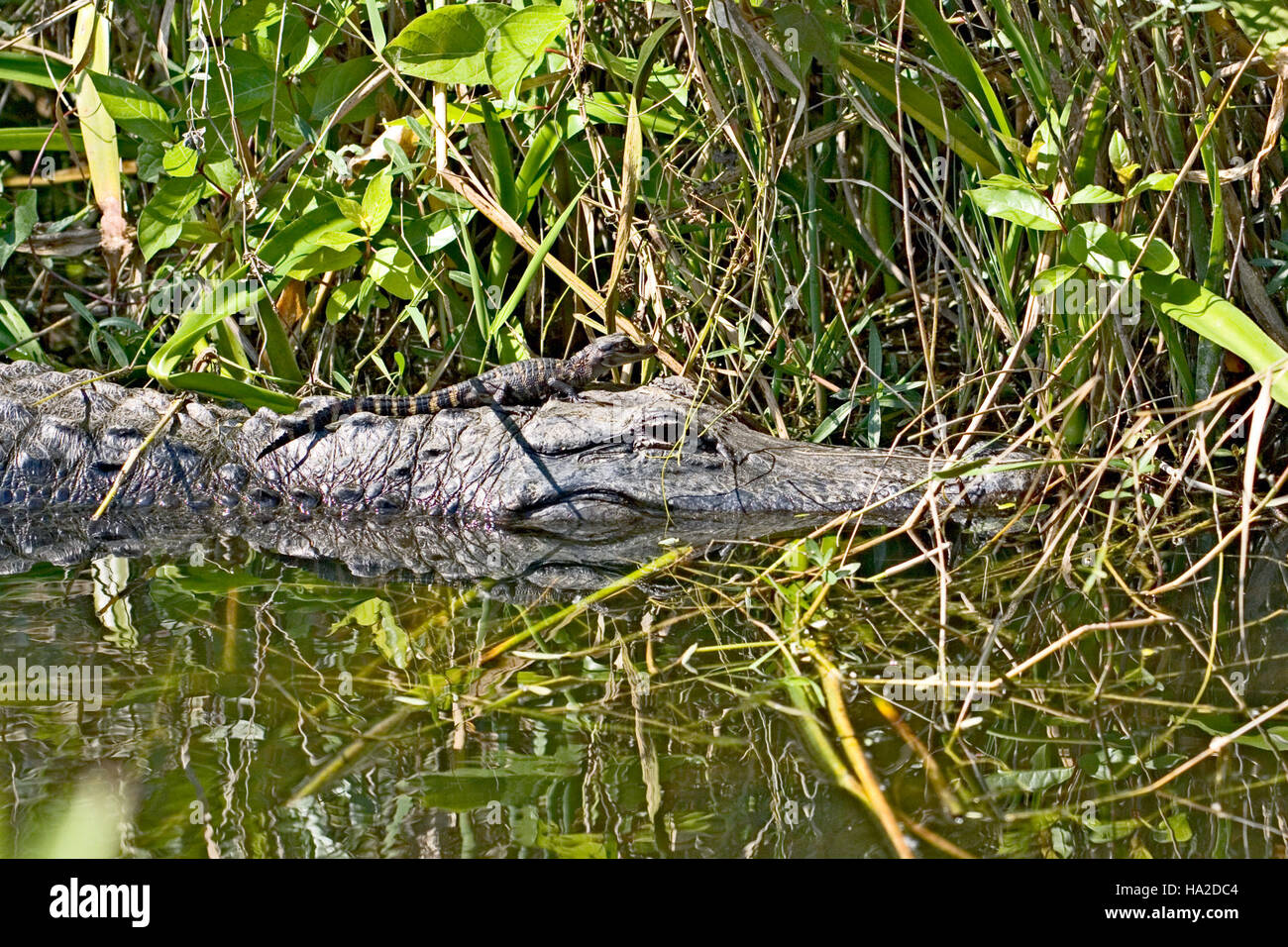 The Everglades National Park is home to alligators and their young ...
