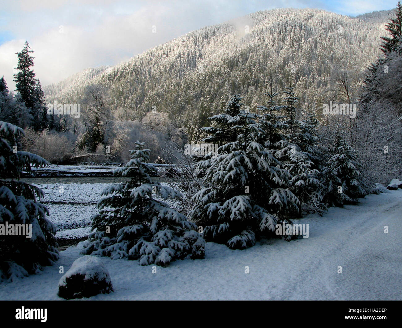 A snowy winter scene in a rainforest, illustrating the unusual ...