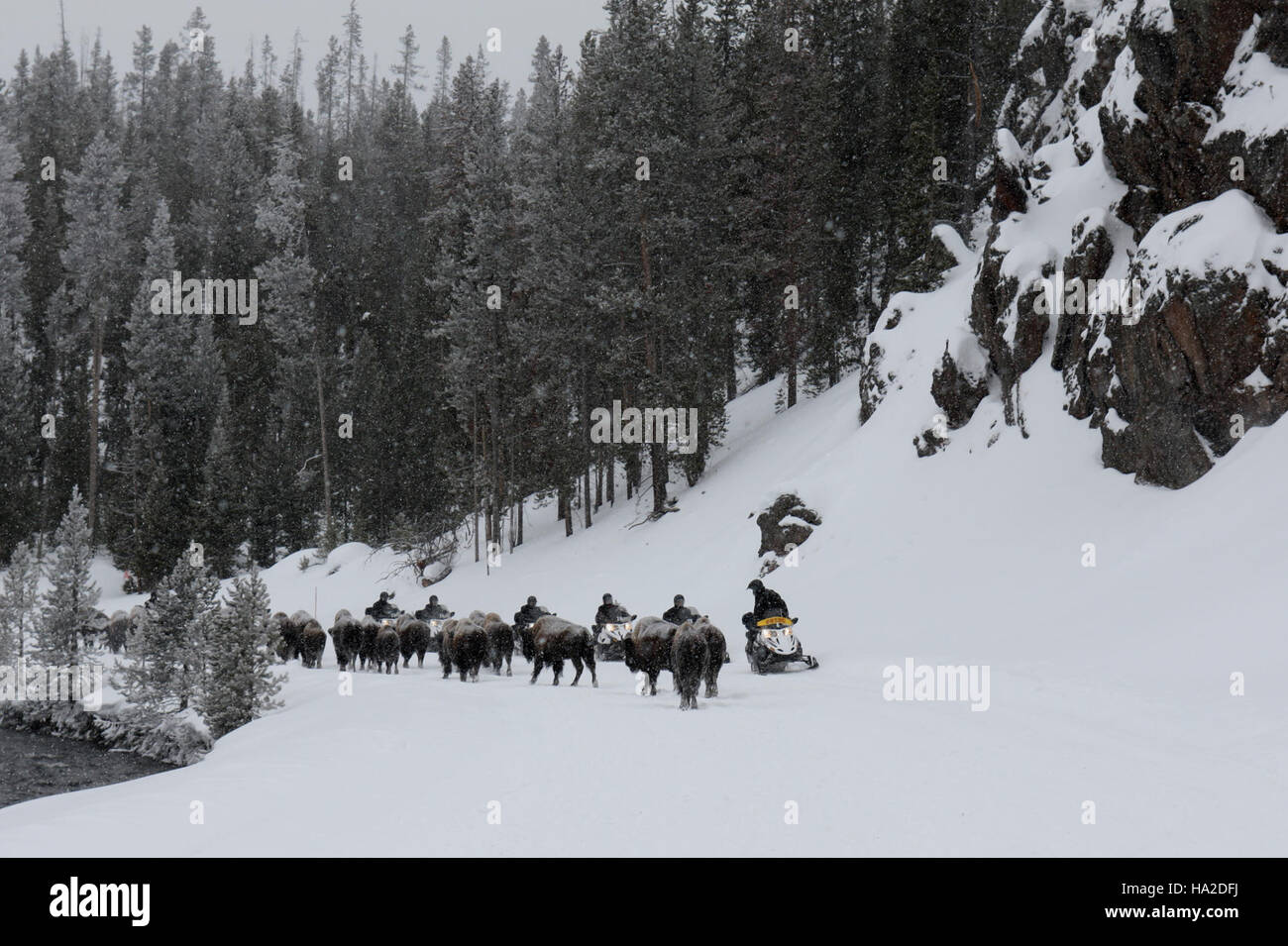 Snowmobilers pass by a herd of bison in Yellowstone National Park ...