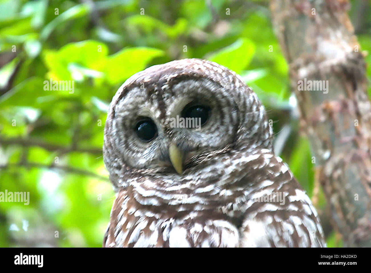 A barred owl perches in the Everglades, showcasing its adaptation to ...
