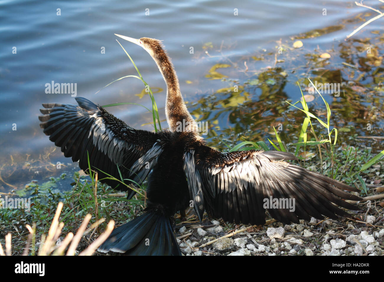Underwater bird watching hi-res stock photography and images - Alamy