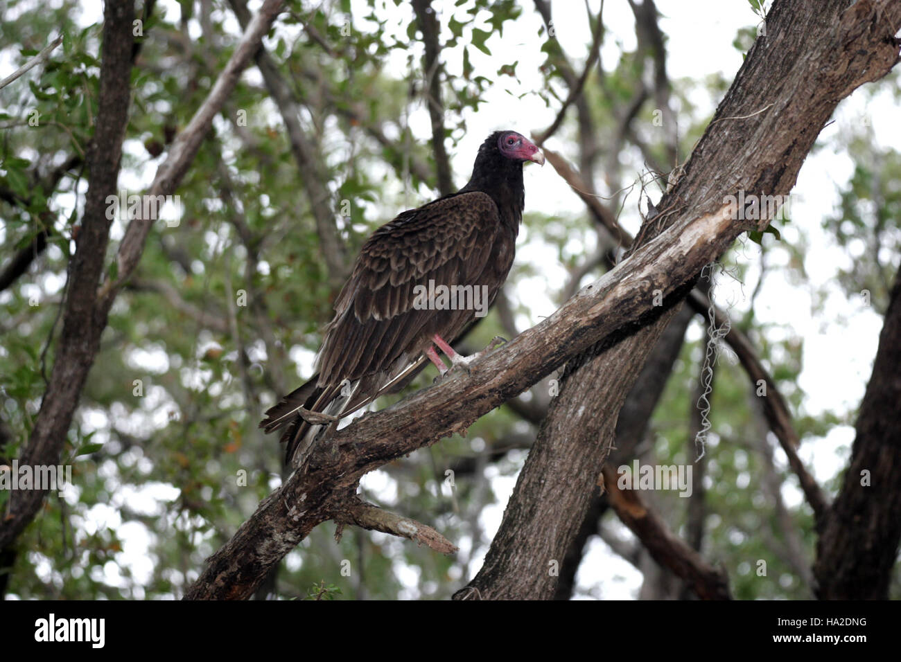 The Turkey Vulture is commonly seen in the Everglades National Park ...