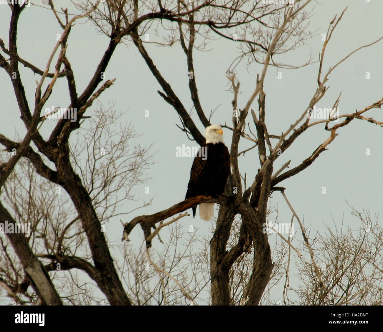 The Bald Eagle is a prominent species in Badlands National Park ...