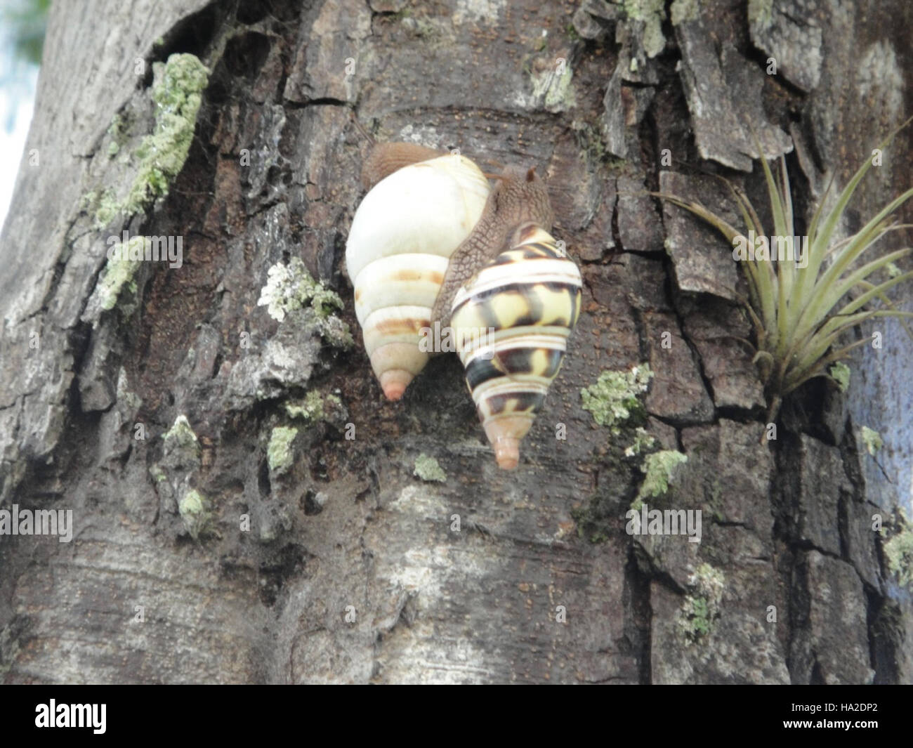 The Everglades Tree Snail, native to the Florida Everglades, is an ...