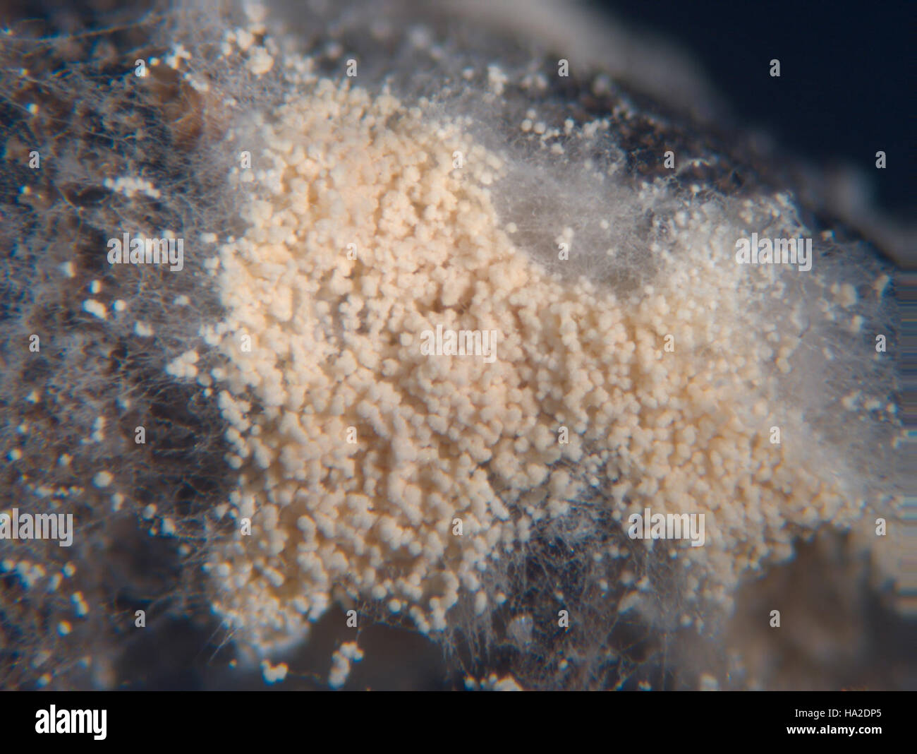 Comopolites is a genus of plant-eating beetles known for their role in ...