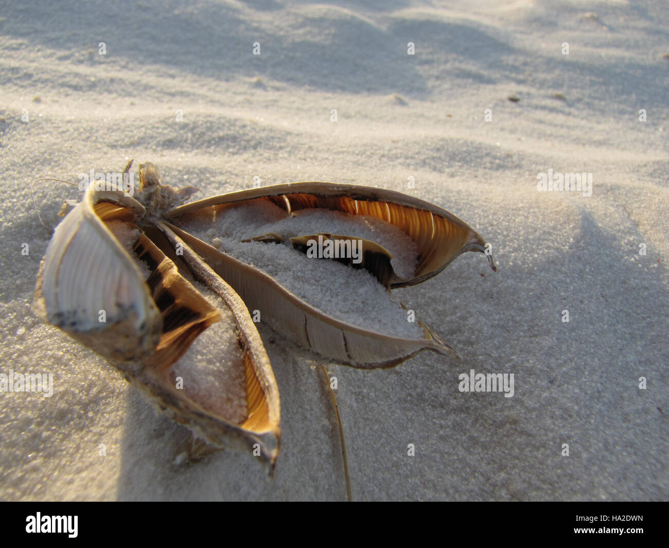 Yucca seeds hi-res stock photography and images - Alamy