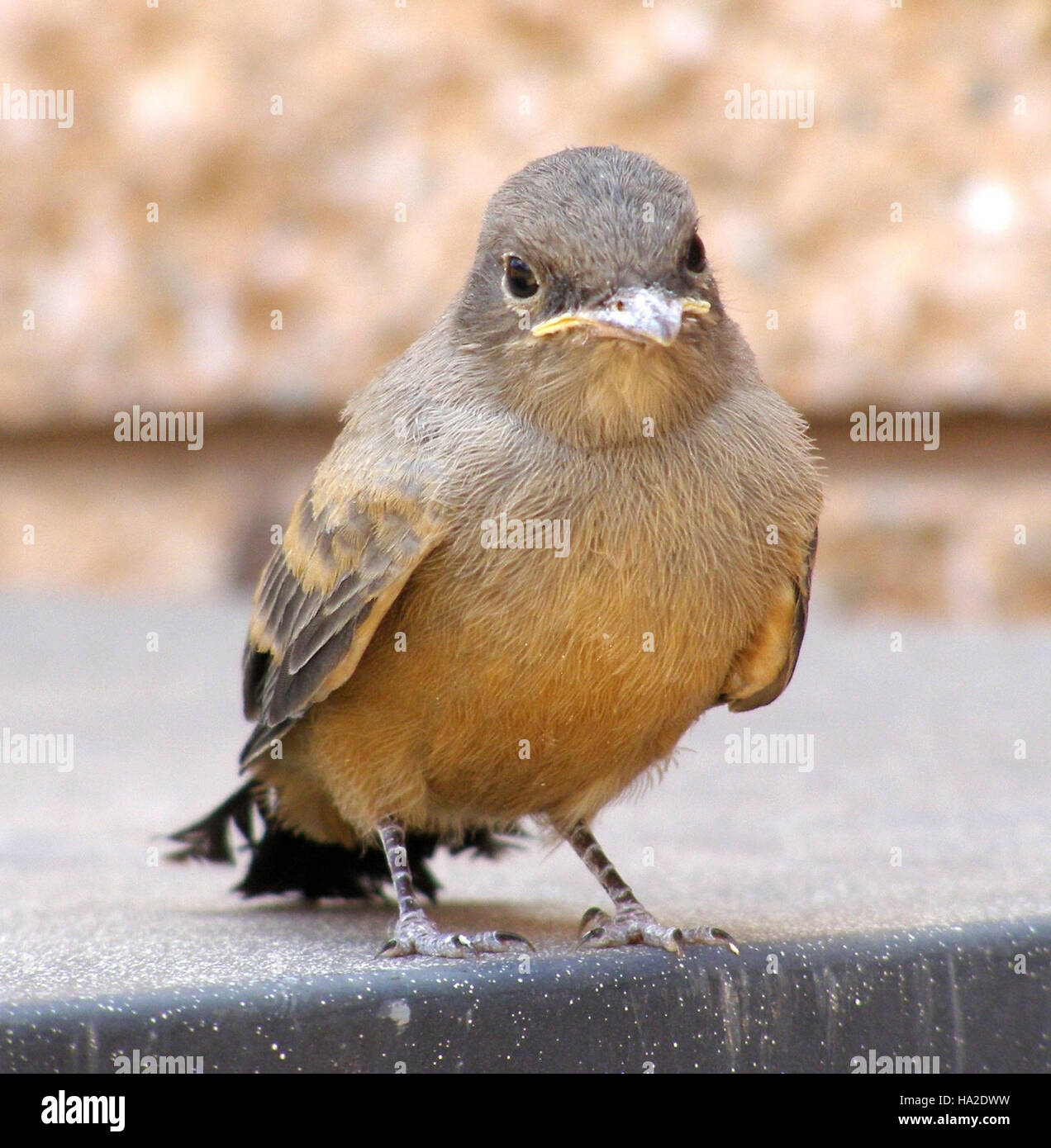 zion Say's Phoebe Stock Photo - Alamy