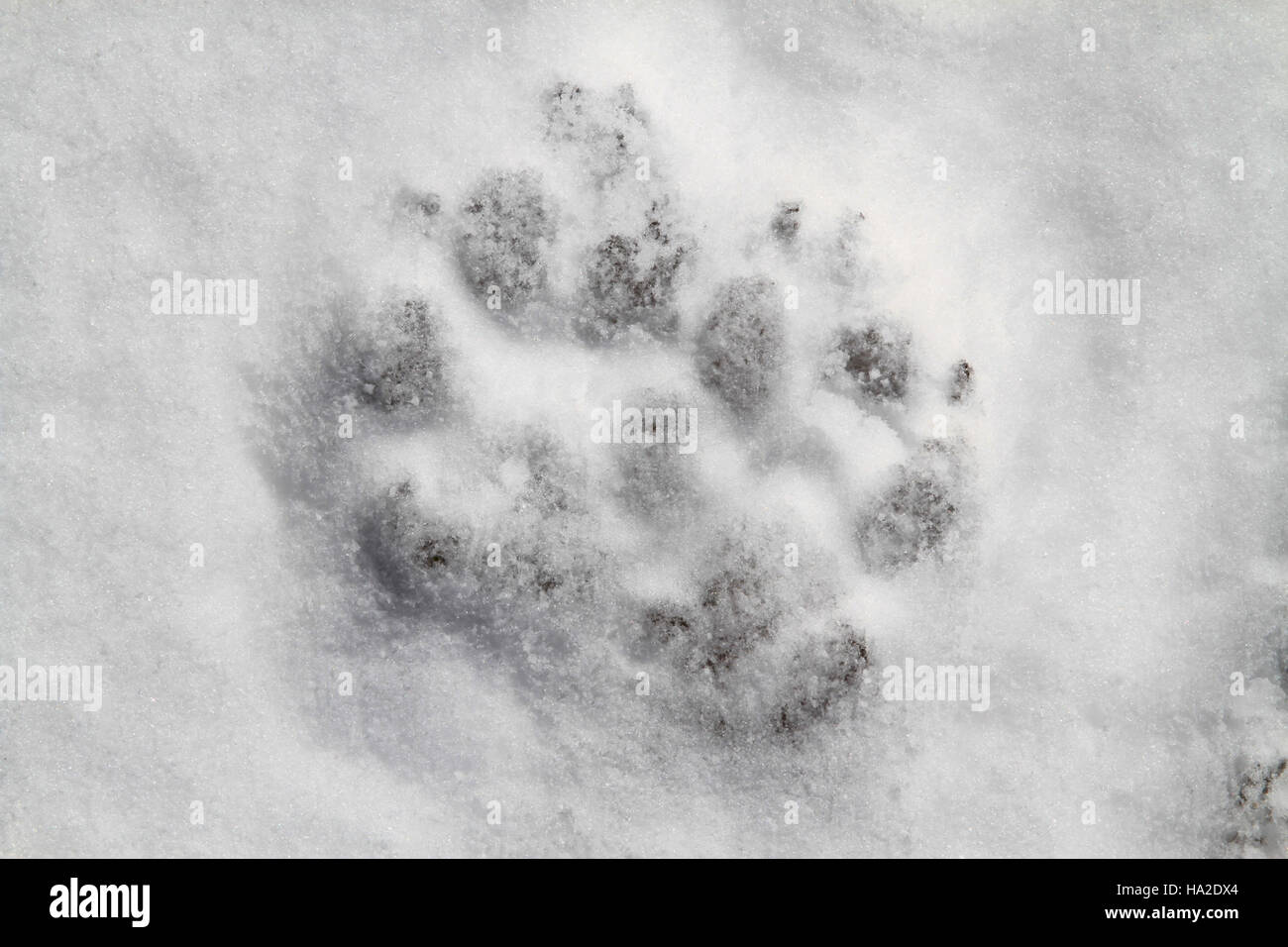 A close-up image of wolf tracks in Glacier National Park. These tracks ...