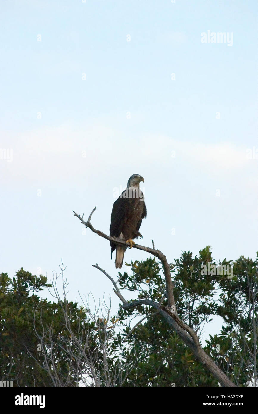 A majestic Bald Eagle in the Everglades, symbolizing the importance of ...