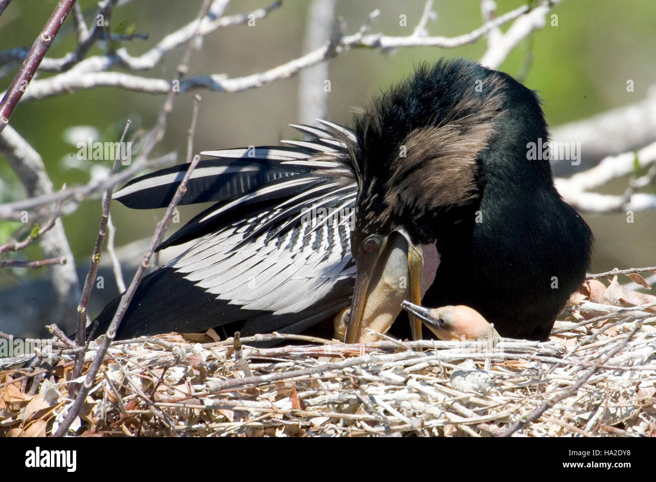 This image features an adult male Anhinga and its chick in the ...