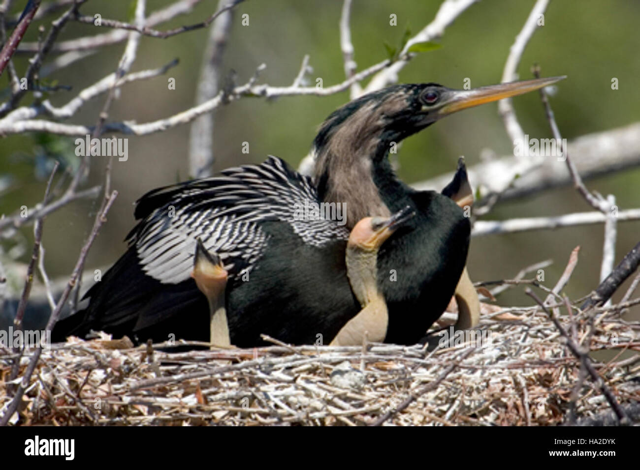 An adult male Anhinga and its chick in the Everglades National Park ...