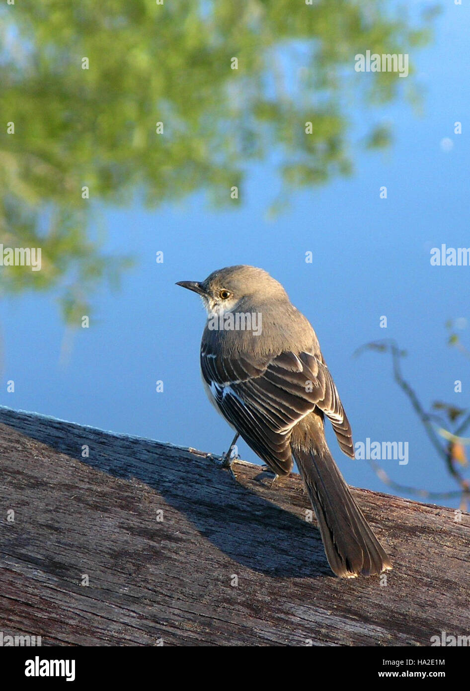 Mockingbird bird birdwatching nature hi-res stock photography and ...