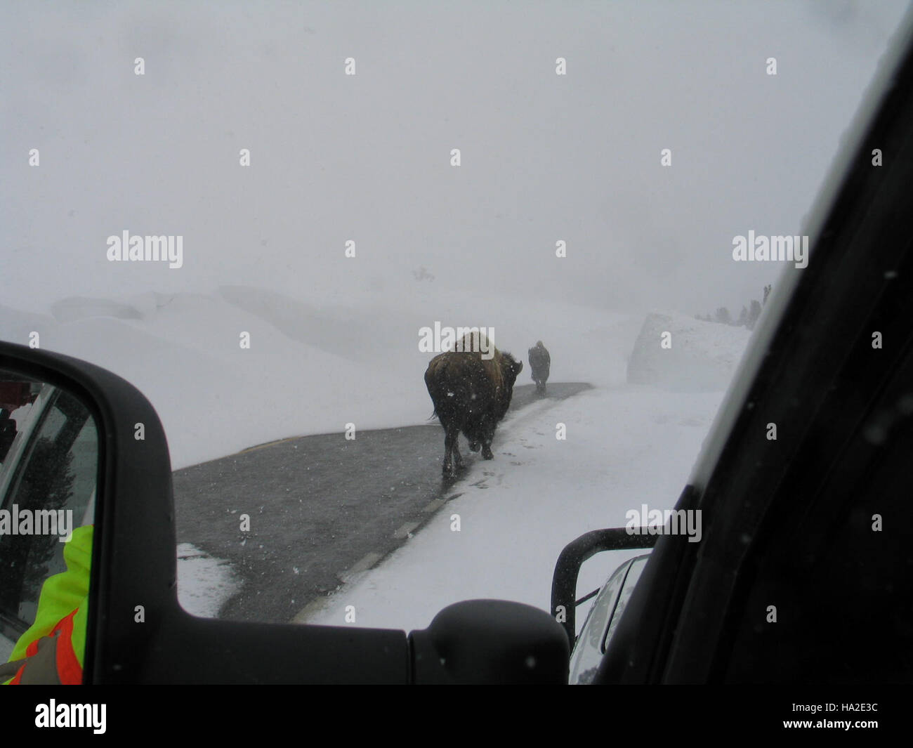 Buffalo roam freely along the roads of Hayden Valley in Yellowstone ...