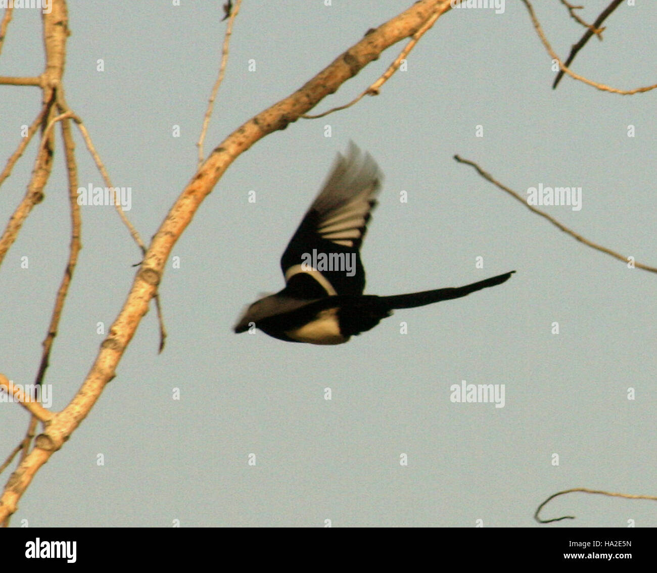 Black Billed Magpie In Flight High Resolution Stock Photography and ...