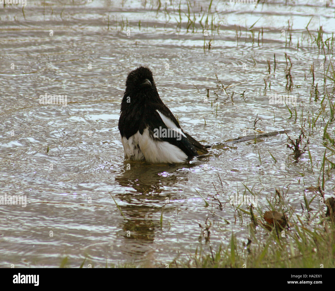 A Black-billed Magpie is seen foraging in water, a common behavior for ...