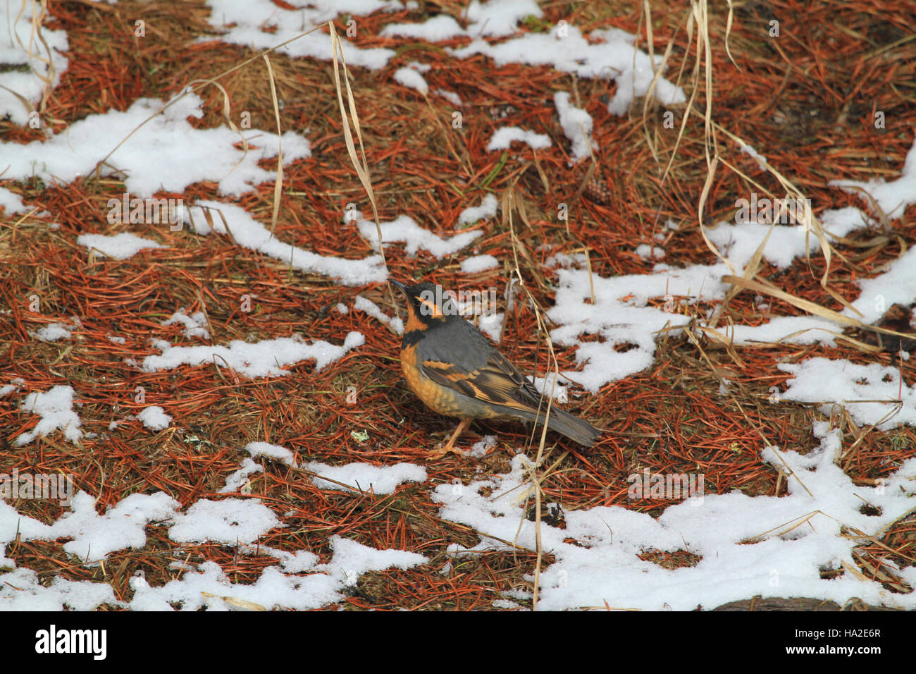 Songbird call hi-res stock photography and images - Alamy