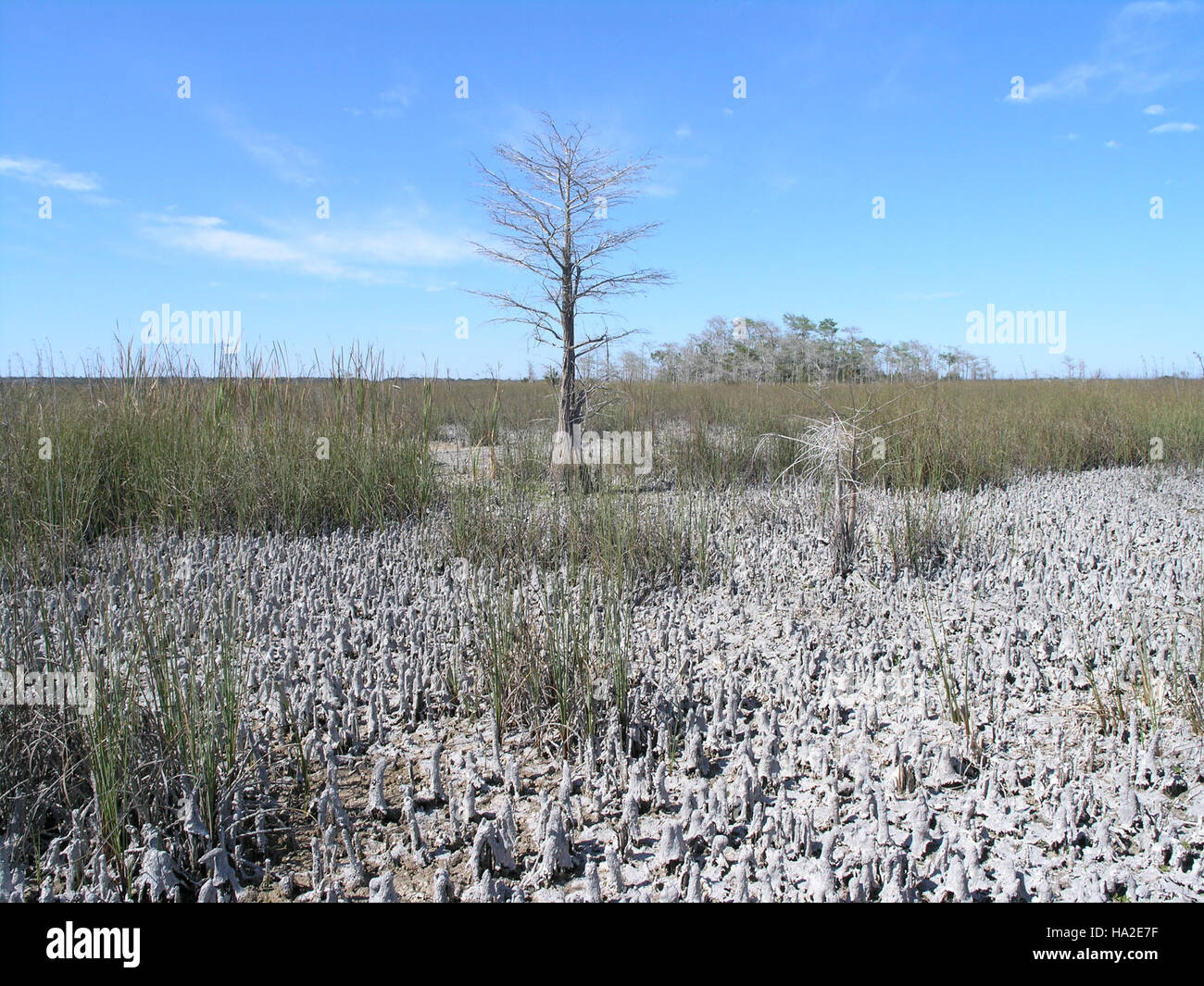 Dry Taylor Slough is a part of the Everglades ecosystem in Florida ...