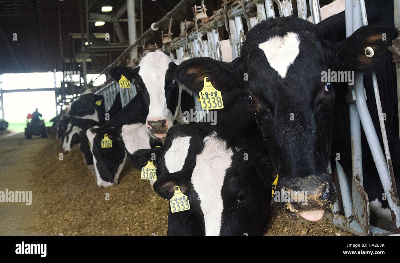 A biodigester system on a farm is used to convert waste products from ...