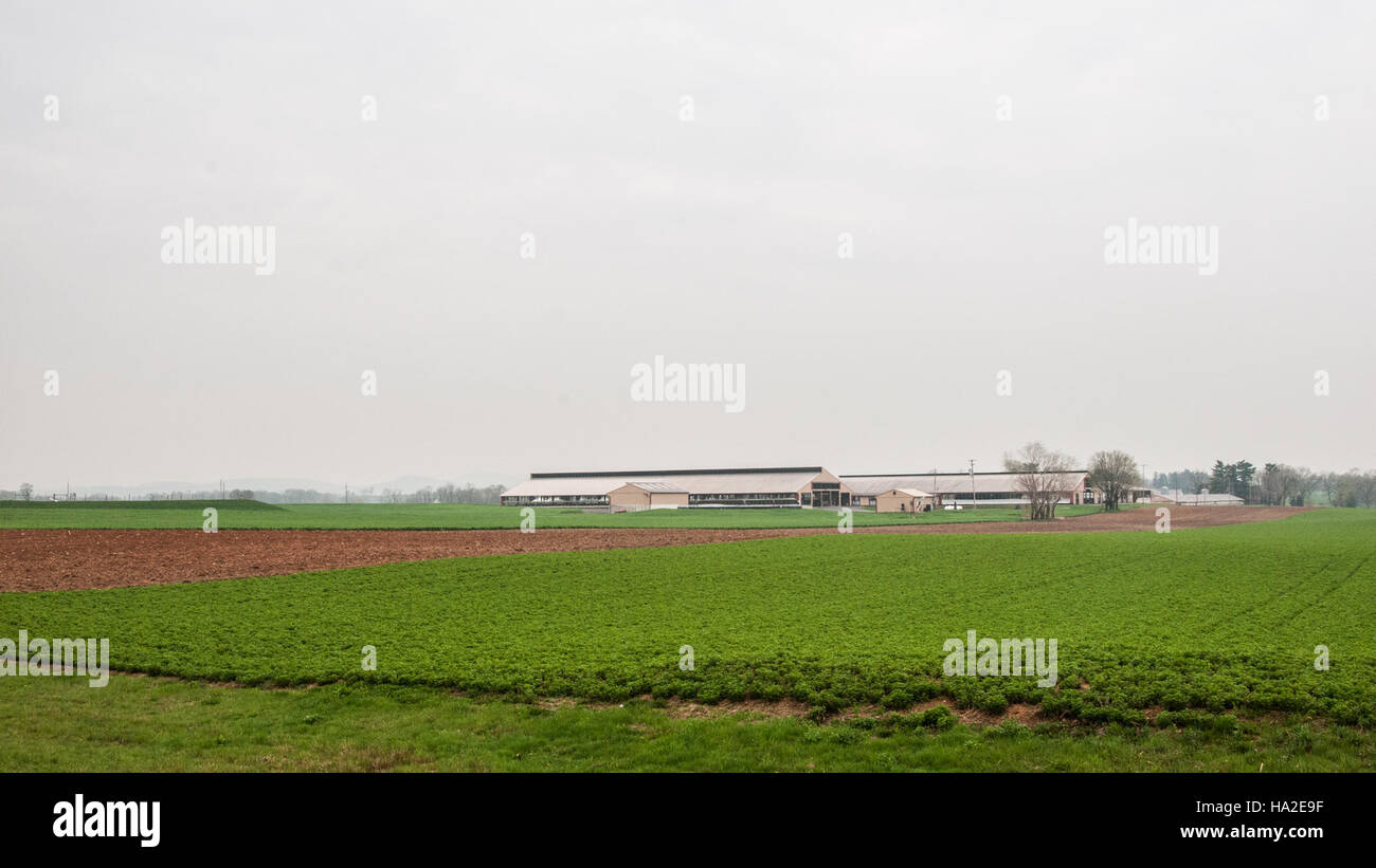 Biodigester cows hi-res stock photography and images - Alamy