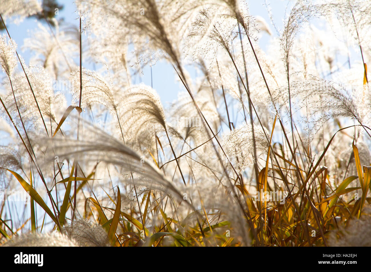 Field Grass Blowing in the Wind Stock Photo - Alamy