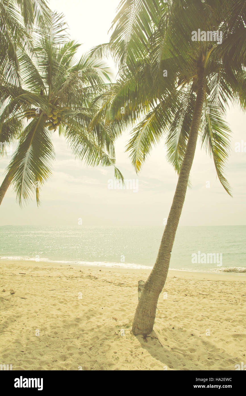 retro vintage style photo of palm trees on the beach Stock Photo - Alamy