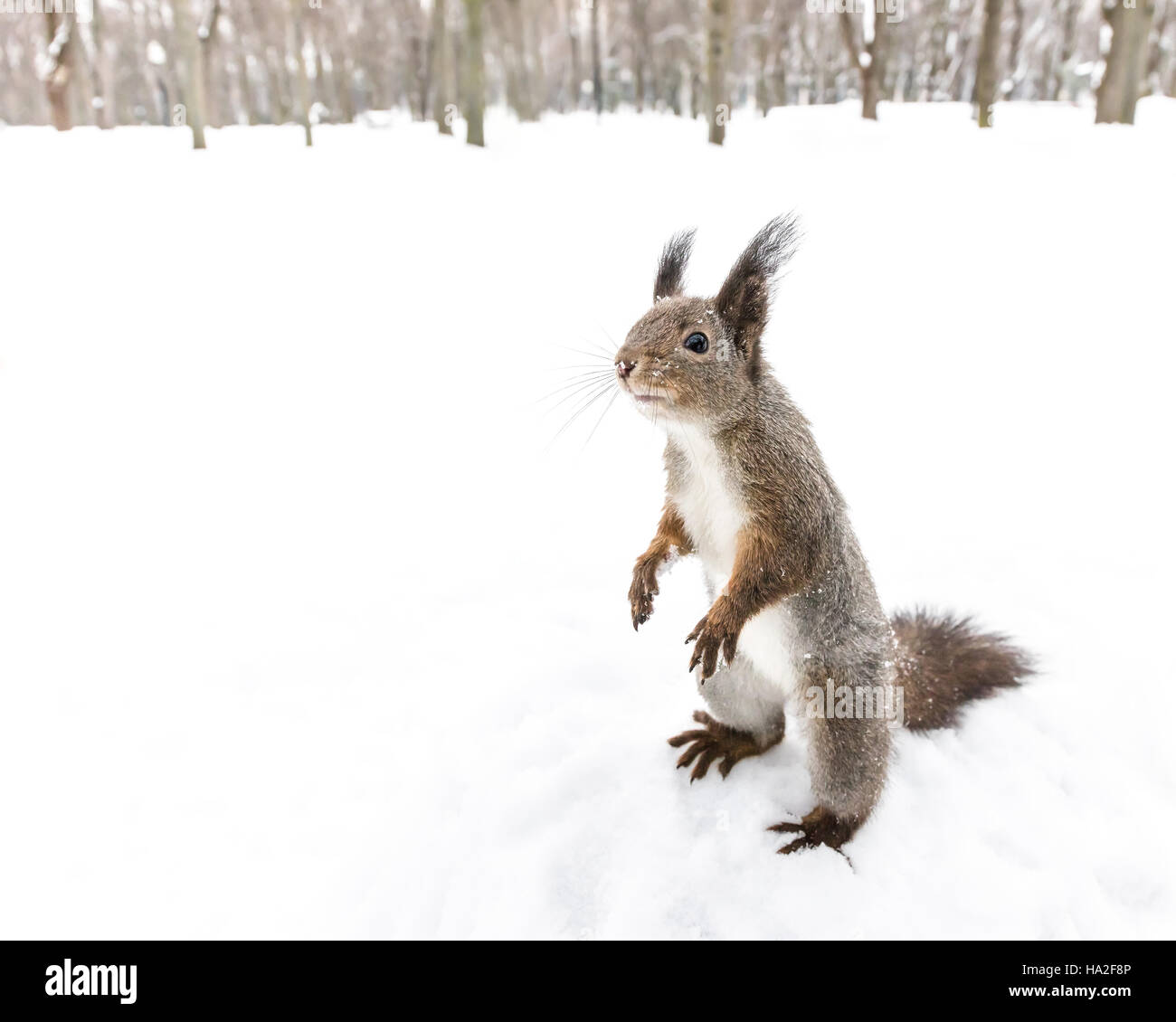 Squirrel standing in snow hi-res stock photography and images - Alamy