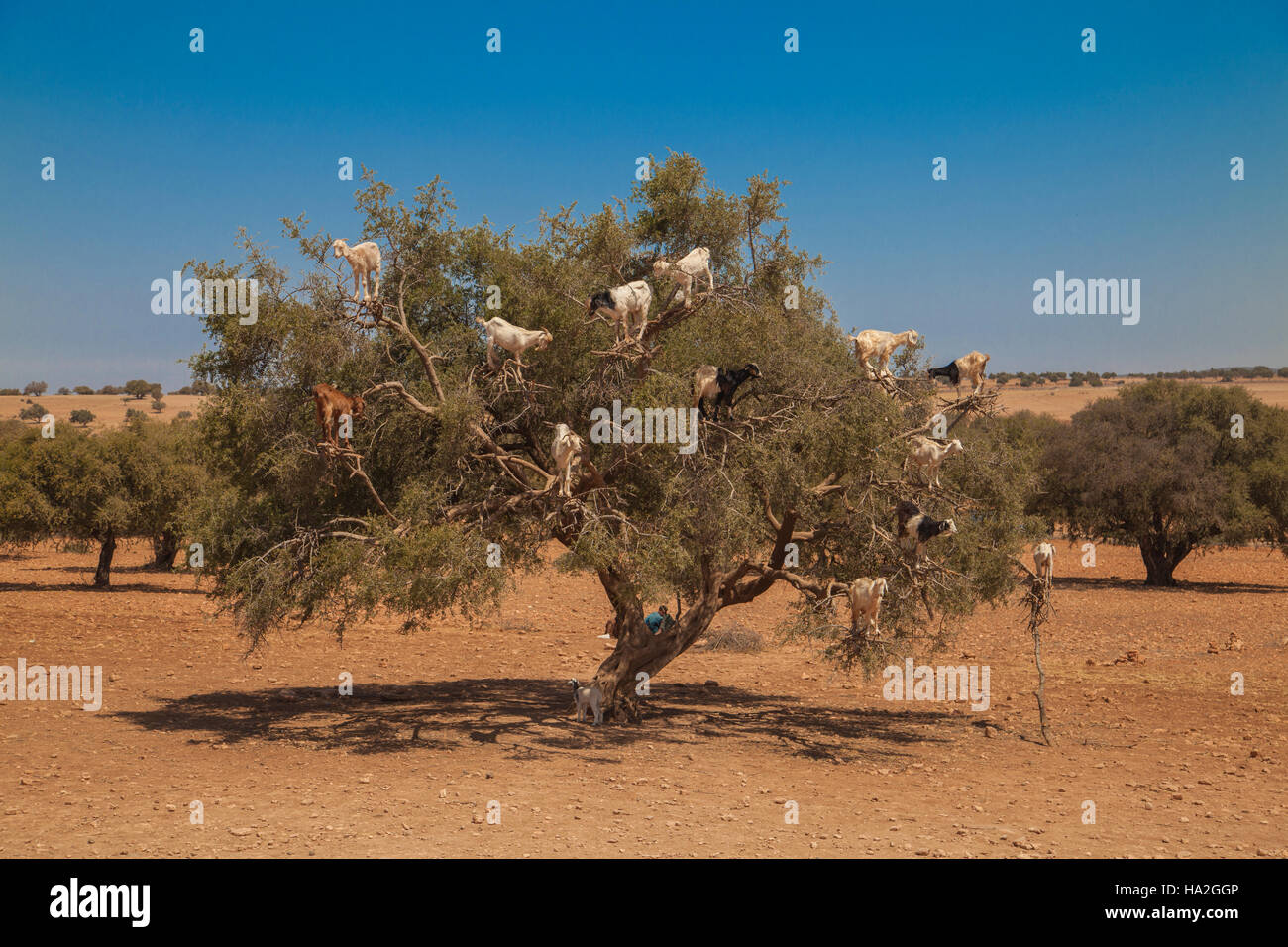 Goats eating argan nuts hi-res stock photography and images - Alamy