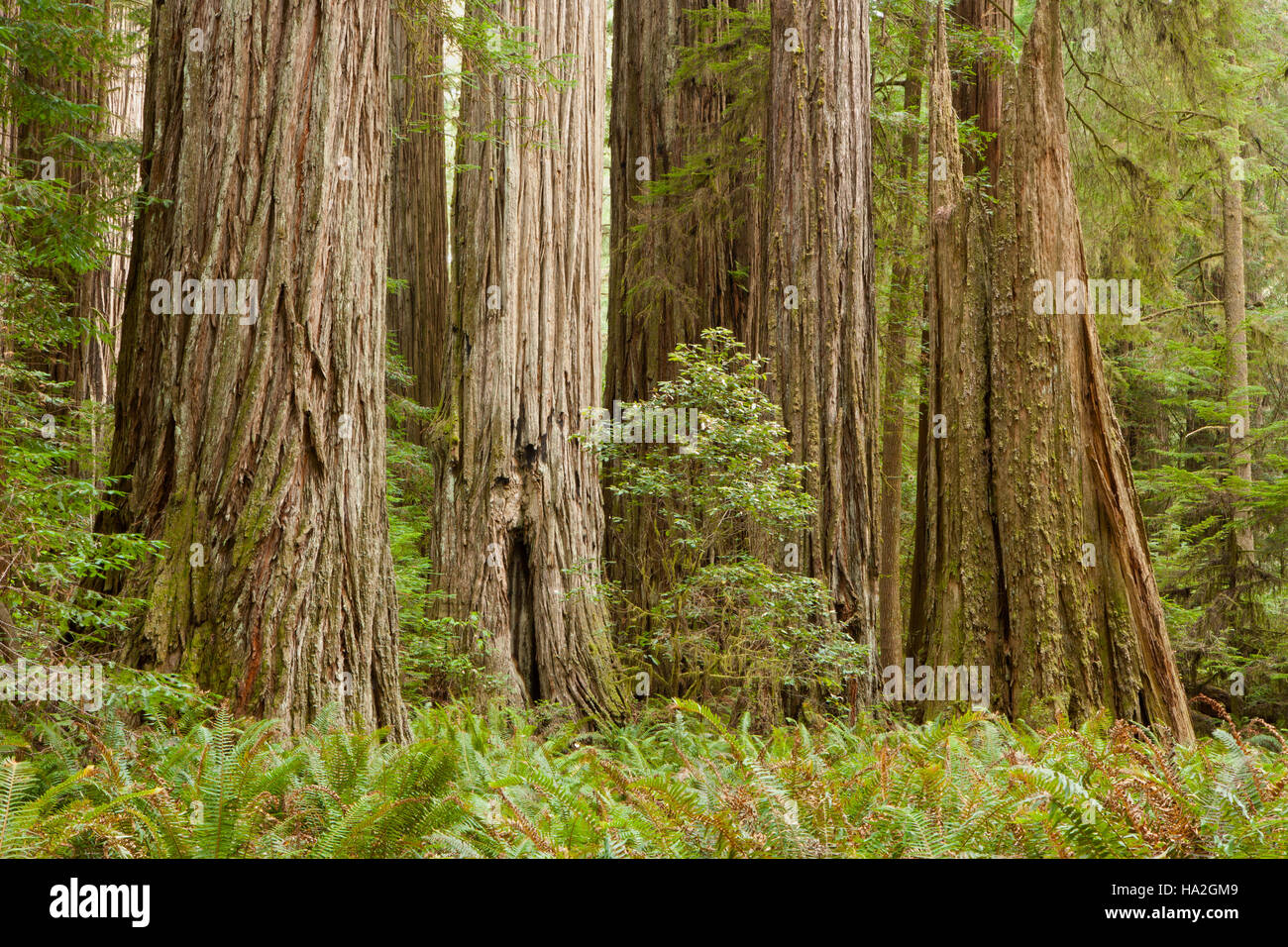 Lush forest of Jedidiah Smith Redwoods State Park in Northern ...
