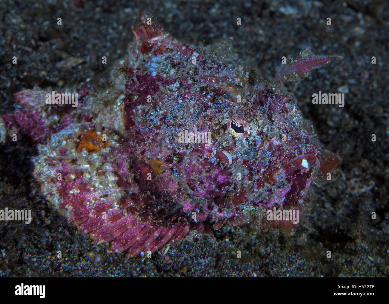 Devil scorpionfish hi-res stock photography and images - Alamy