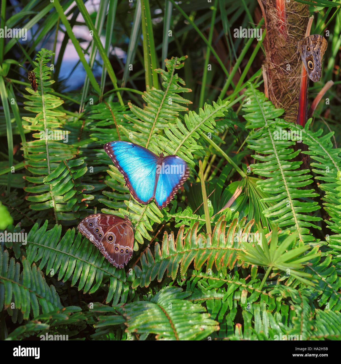 Closeup butterfly hi-res stock photography and images - Alamy